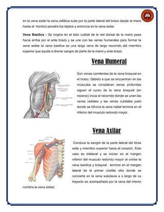 Venas (anatomía) - Reporte | PDF