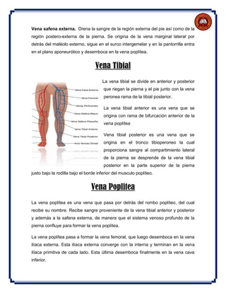 Venas (anatomía) - Reporte | PDF