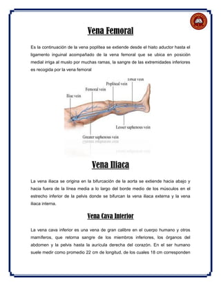 Venas (anatomía) - Reporte | PDF