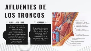 venas atrios.pdf