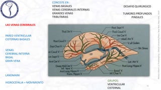 VENAS CEREBRALES rhoton .pptx