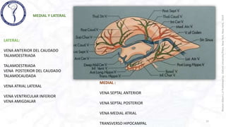 VENAS CEREBRALES rhoton .pptx