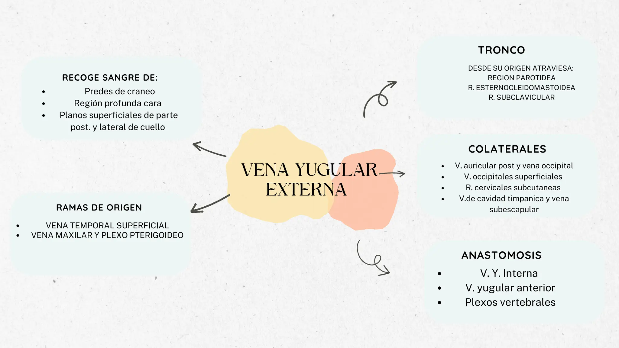 VENAS DE CABEZA Y CUELLO MAPA MENTAL DETALLANDO LA DIVISION Y SU ...