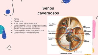 Venas de la cabeza y cuello.pptx