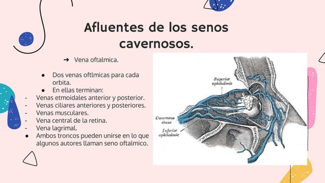 Venas de la cabeza y cuello.pptx