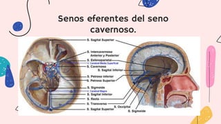 Venas de la cabeza y cuello.pptx