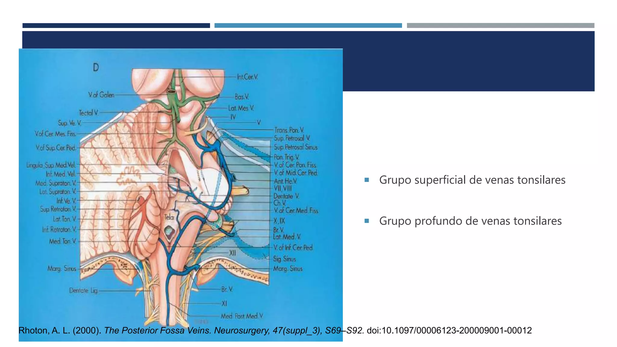 Venas de la fosa posterior | PPT