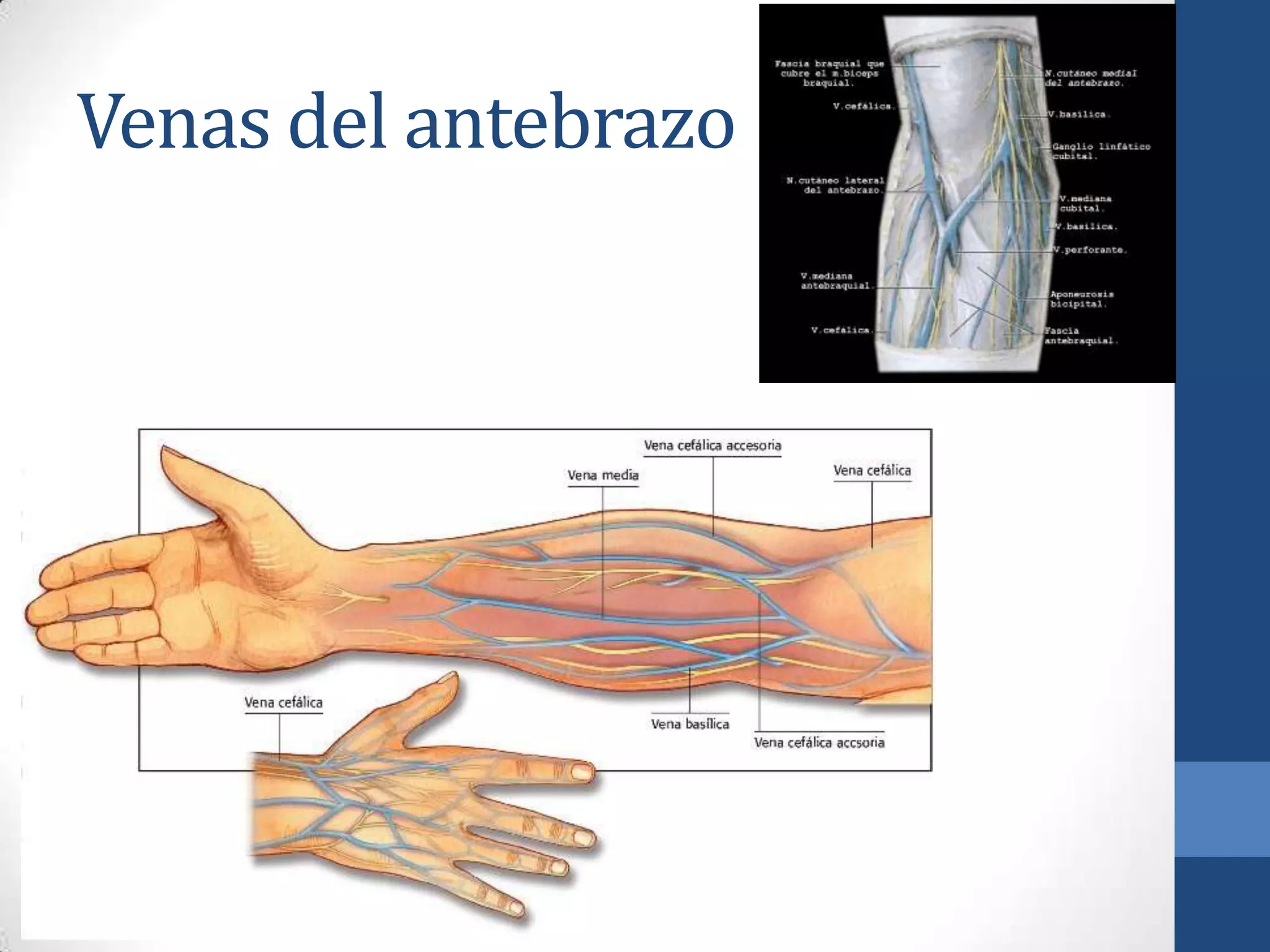 Venas del cuerpo (parte final del aparato cardiovascular) | PPTX