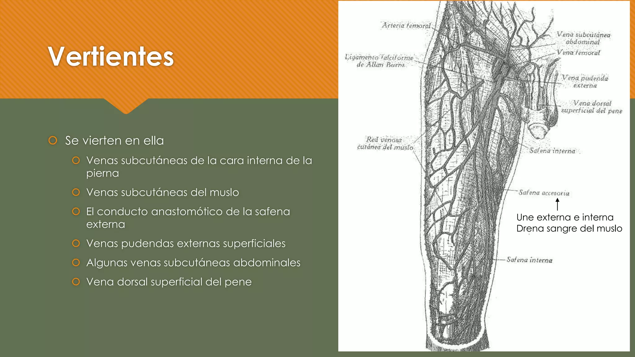 Anatomía sistémica - Venas del miembro inferior | PPTX
