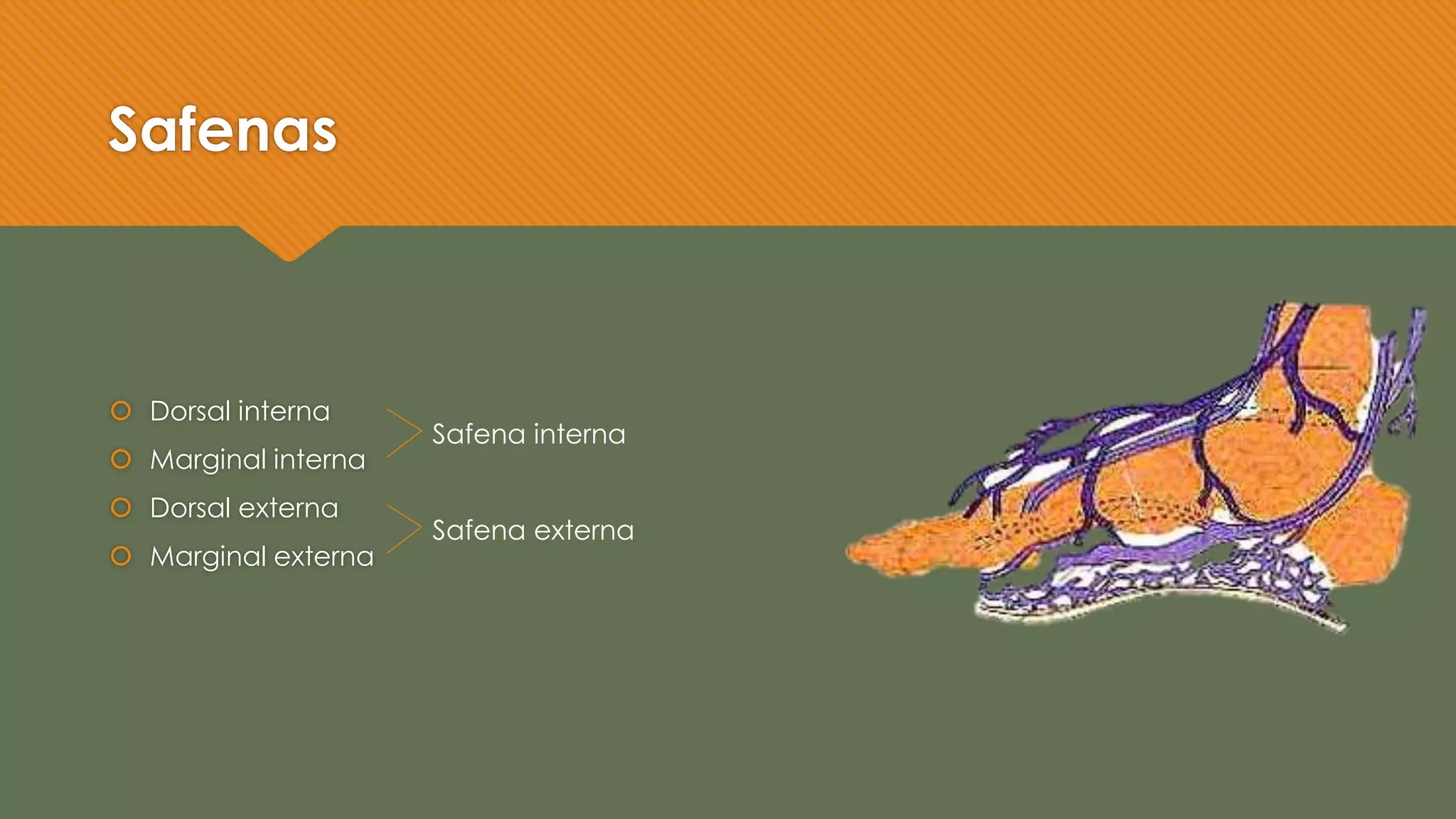 Anatomía sistémica - Venas del miembro inferior | PPTX