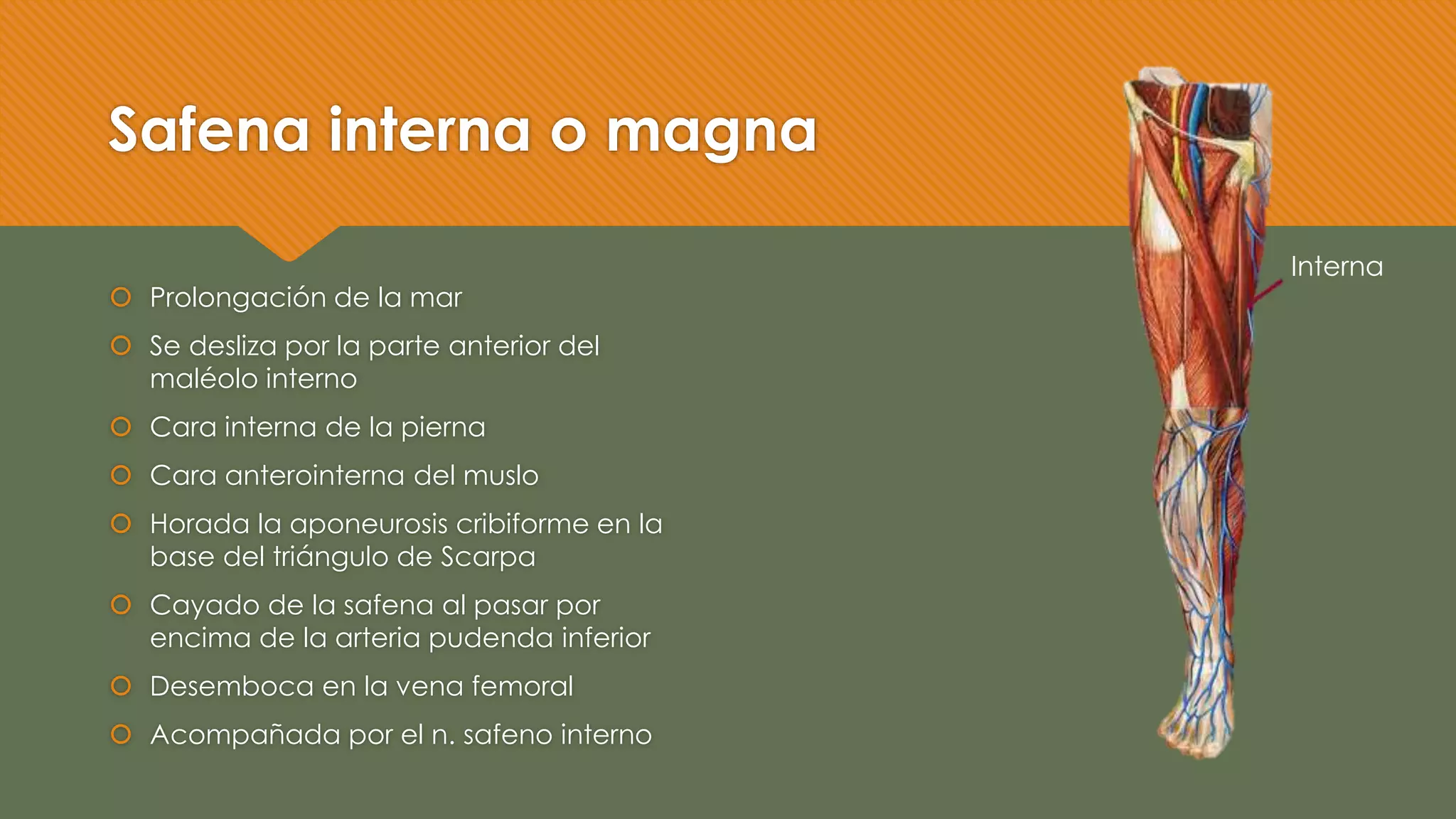 Anatomía sistémica - Venas del miembro inferior | PPTX