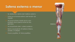 Anatomía sistémica - Venas del miembro inferior | PPTX