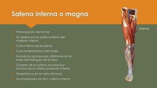 Anatomía sistémica - Venas del miembro inferior | PPTX