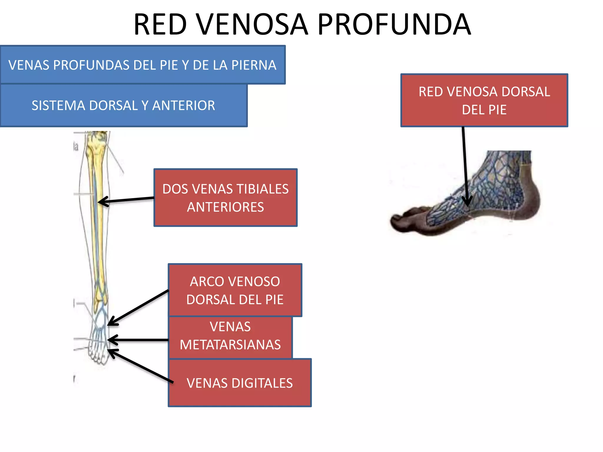 Venas del miembro inferior | PPTX