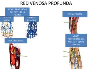 Venas del miembro inferior | PPTX