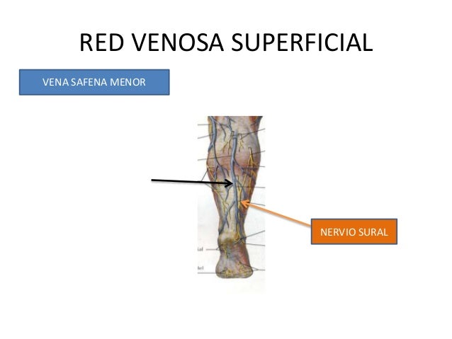 Venas del miembro inferior