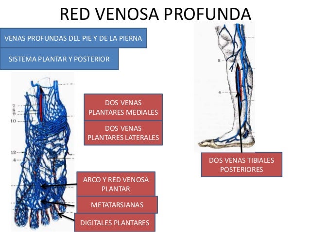 Venas del miembro inferior