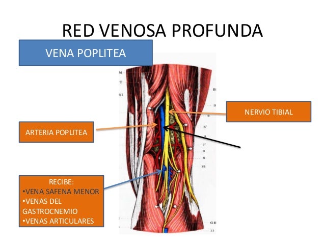 Venas del miembro inferior
