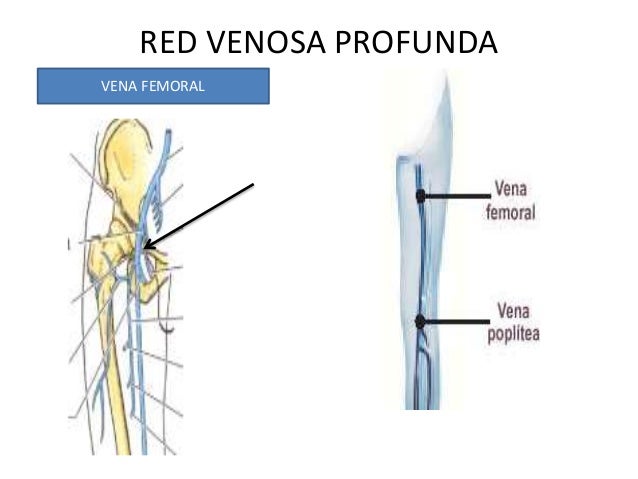 Venas del miembro inferior
