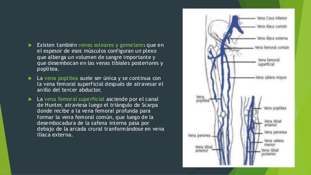 Venas del miembro inferior