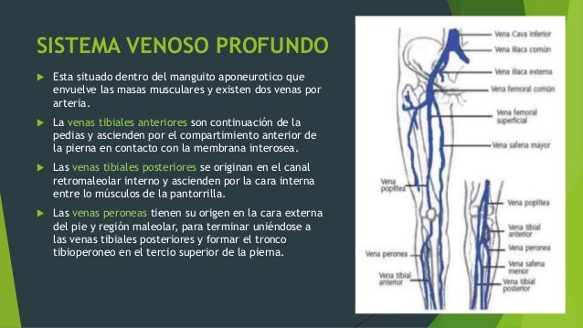 Venas del miembro inferior