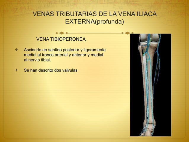 Venas del miembro inferior | PPTX