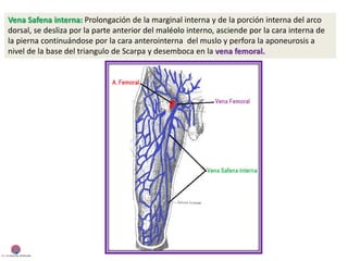 Venas del miembro inferior | PPTX