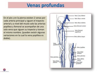 Venas del miembro inferior | PPTX