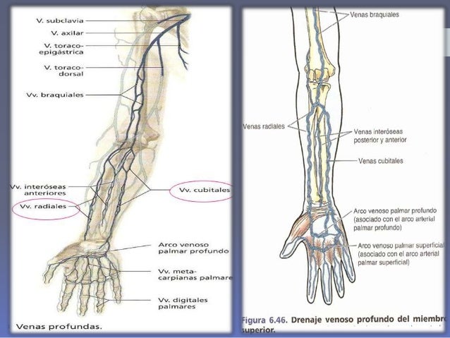 Venas del miembro superior