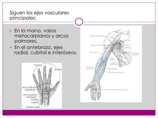 Equipo 5. Venas del miembro superior | PPTX