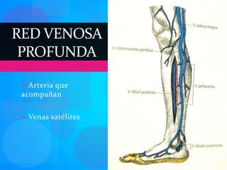 Venas miembro inferior | PPTX
