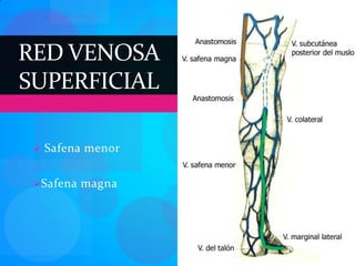 Venas miembro inferior | PPTX