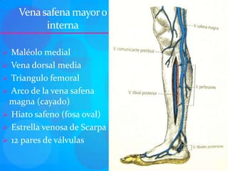 Venas miembro inferior | PPTX