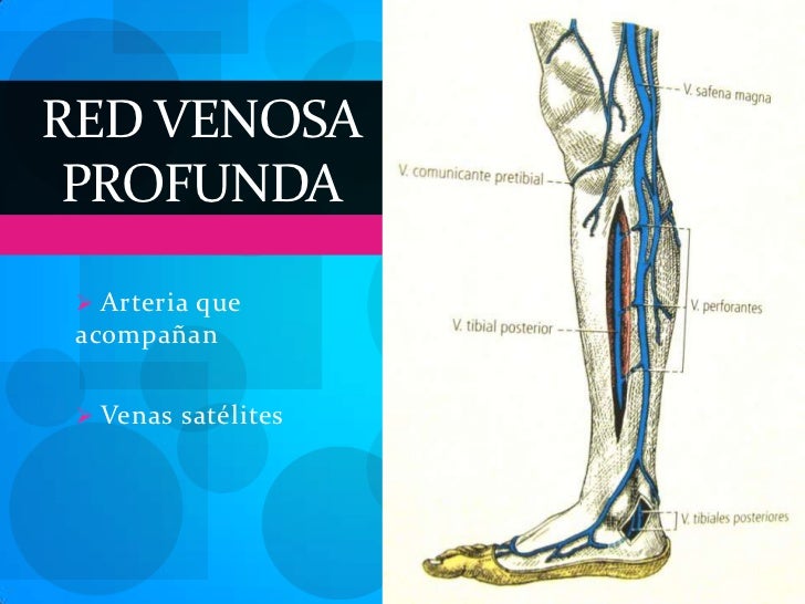 Venas miembro inferior