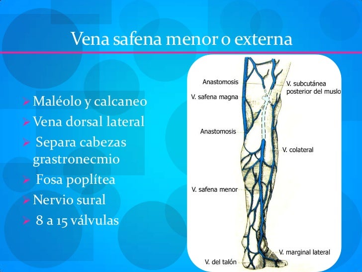 Venas miembro inferior