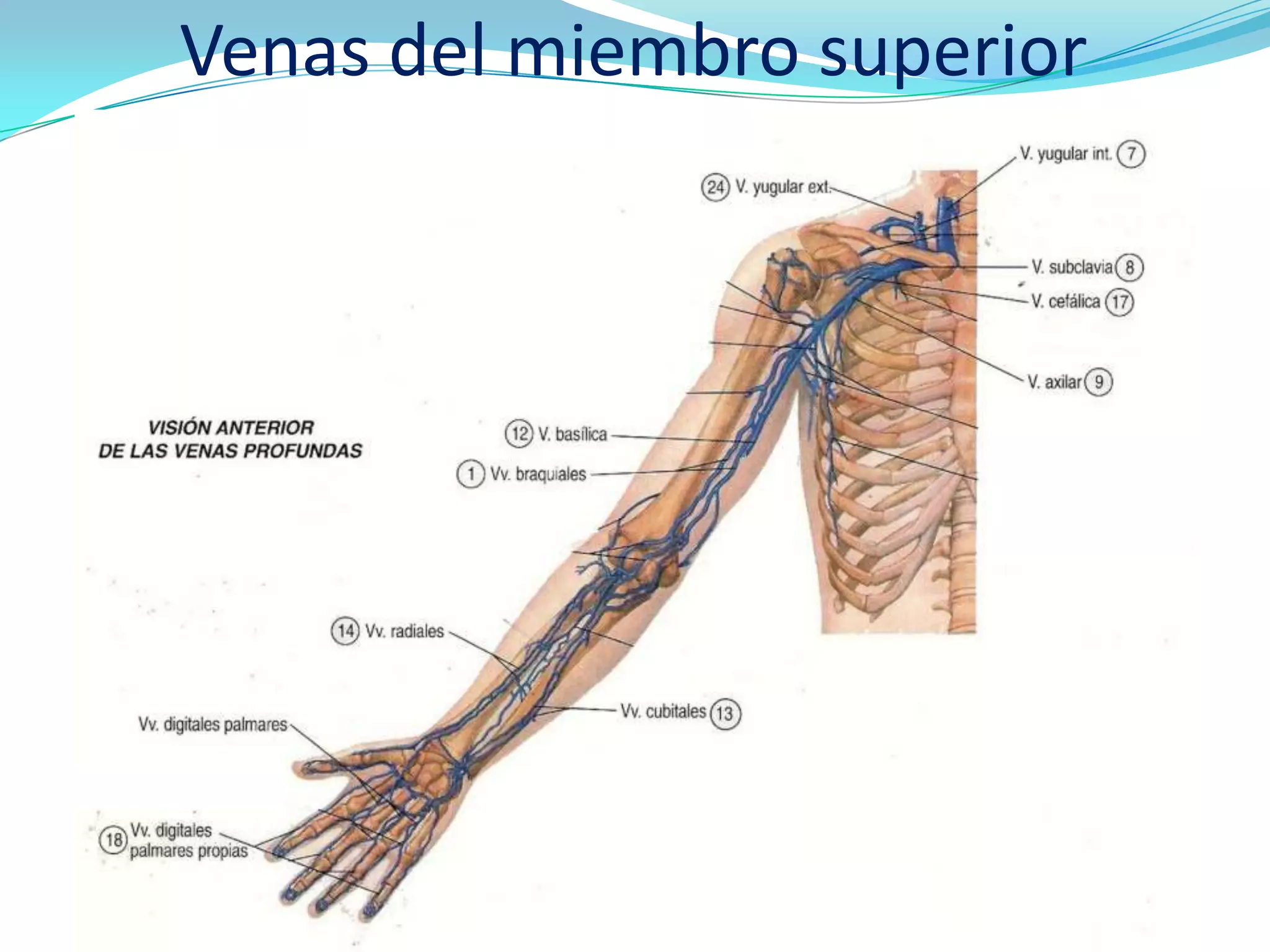 Venas miembro superior | PPTX