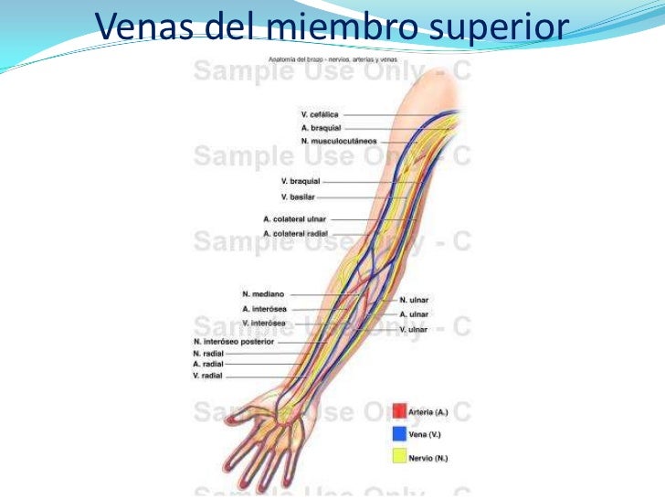 Venas miembro superior