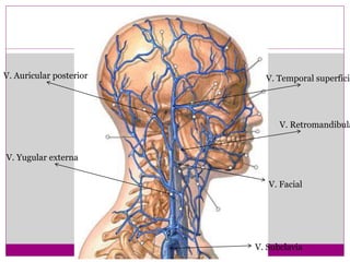 Relaciones De La Vena Yugular Interna