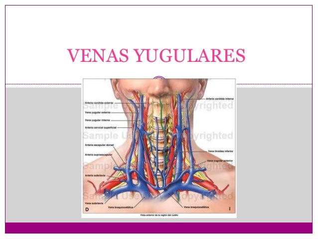 Venas yugulares