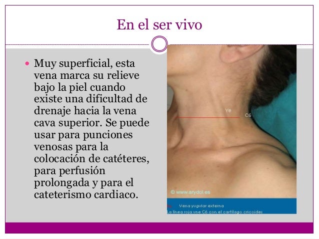 Venas yugulares