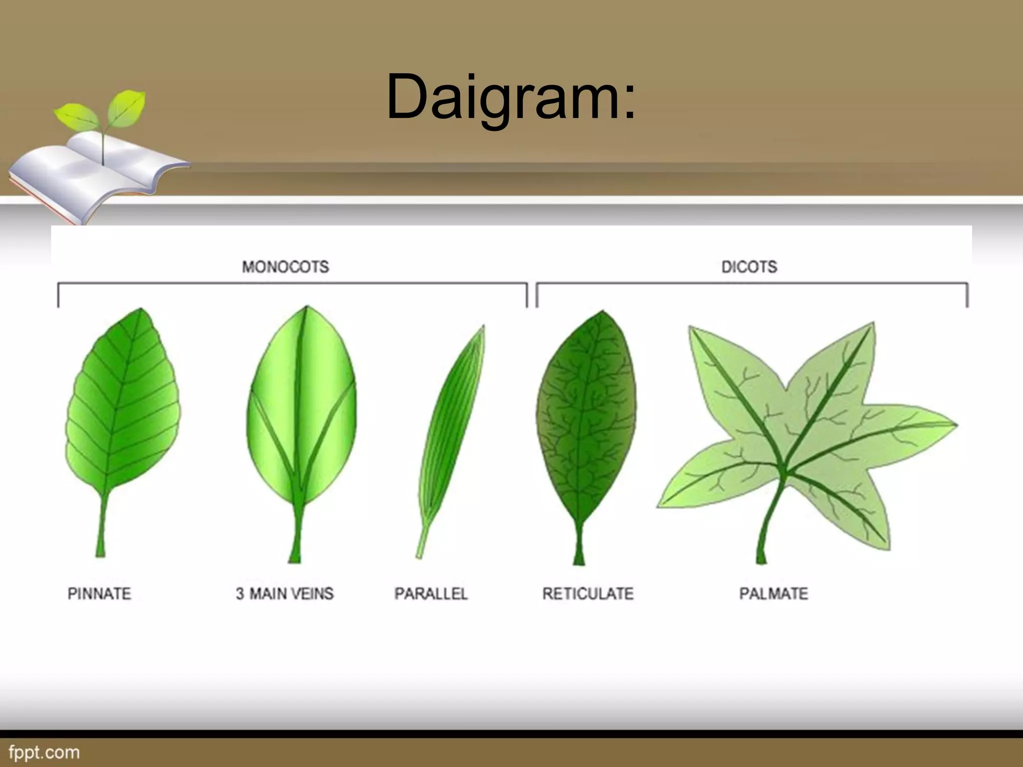 Venation and its types | PDF