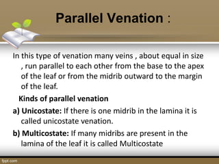 Venation and its types | PDF