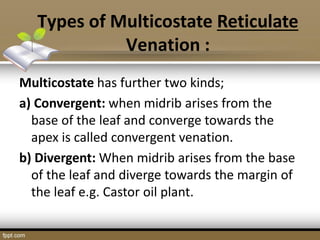 Venation and its types | PDF