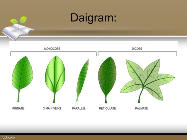 Venation and its types | PDF