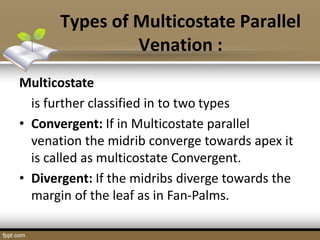 Unicostate Reticulate Venation