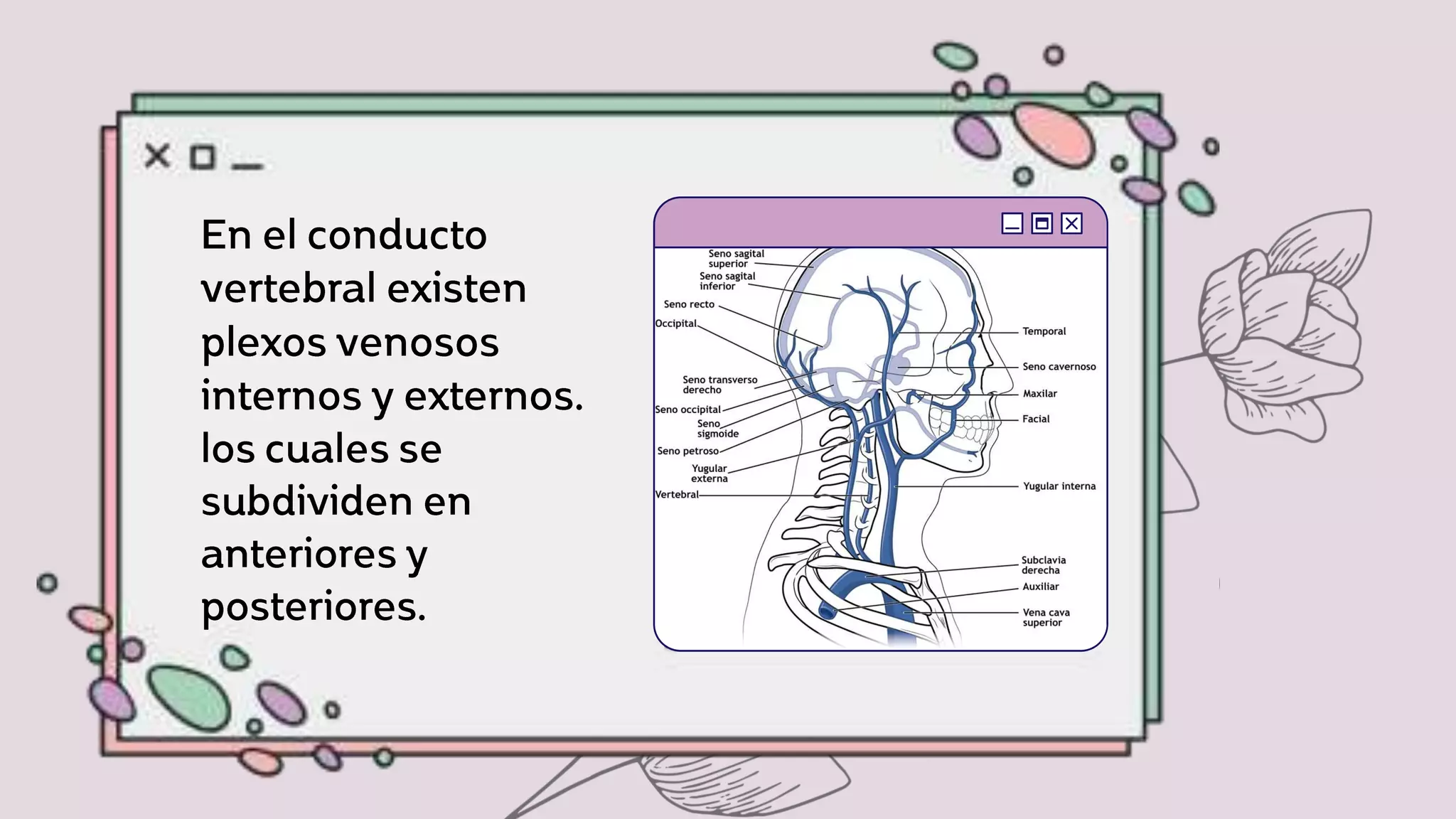 vena vertebral.pptx