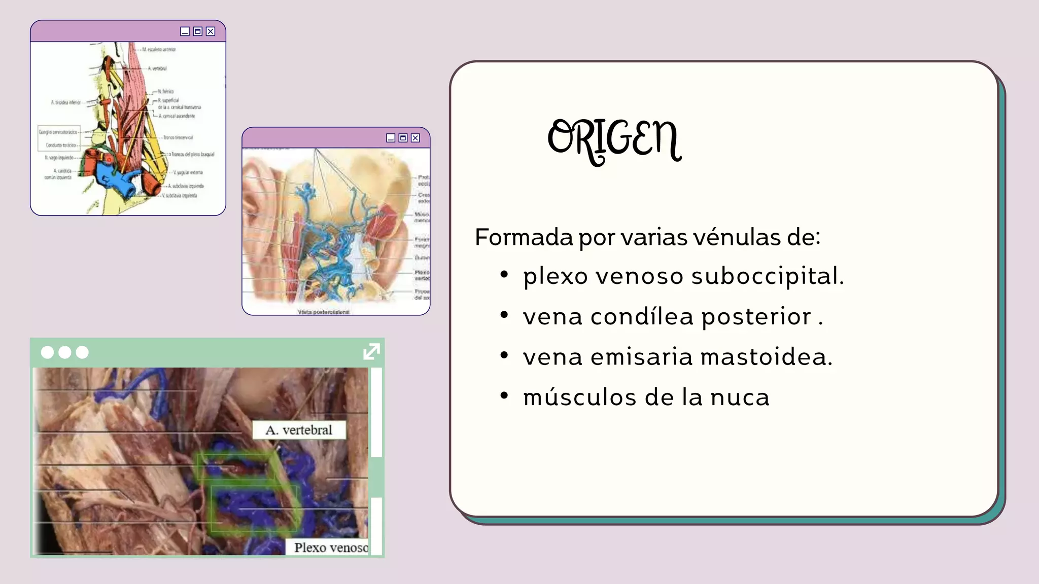 vena vertebral.pptx