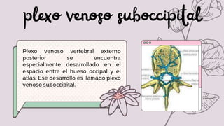 vena vertebral.pptx