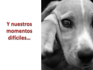 Vendiendo al estilo canis | PPTX
