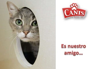 Vendiendo al estilo canis | PPTX